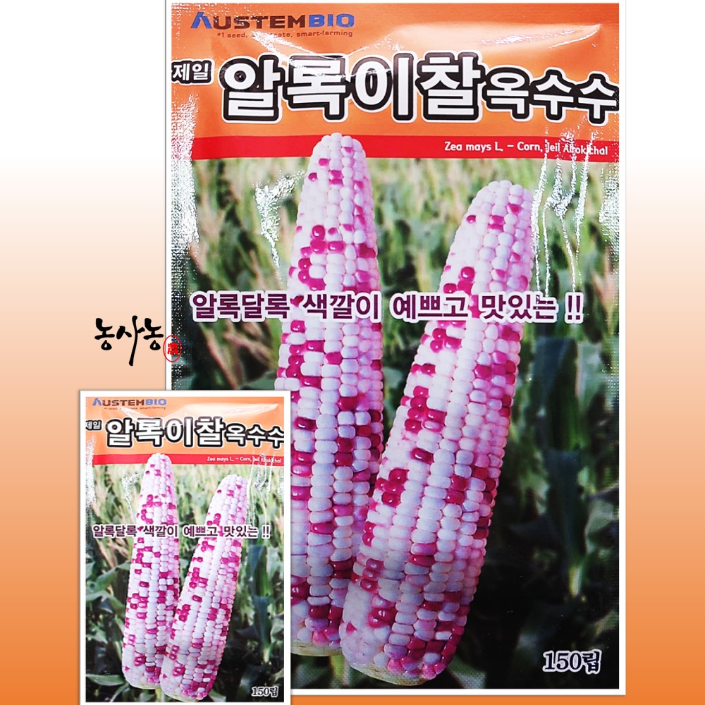 옥수수 대포장 씨앗 종류 초당 찰옥수수 심는시기 재배 파종방법 괴산대학찰 박사찰 흰찰 흑찰 알록이 조생종 네이버 블로그